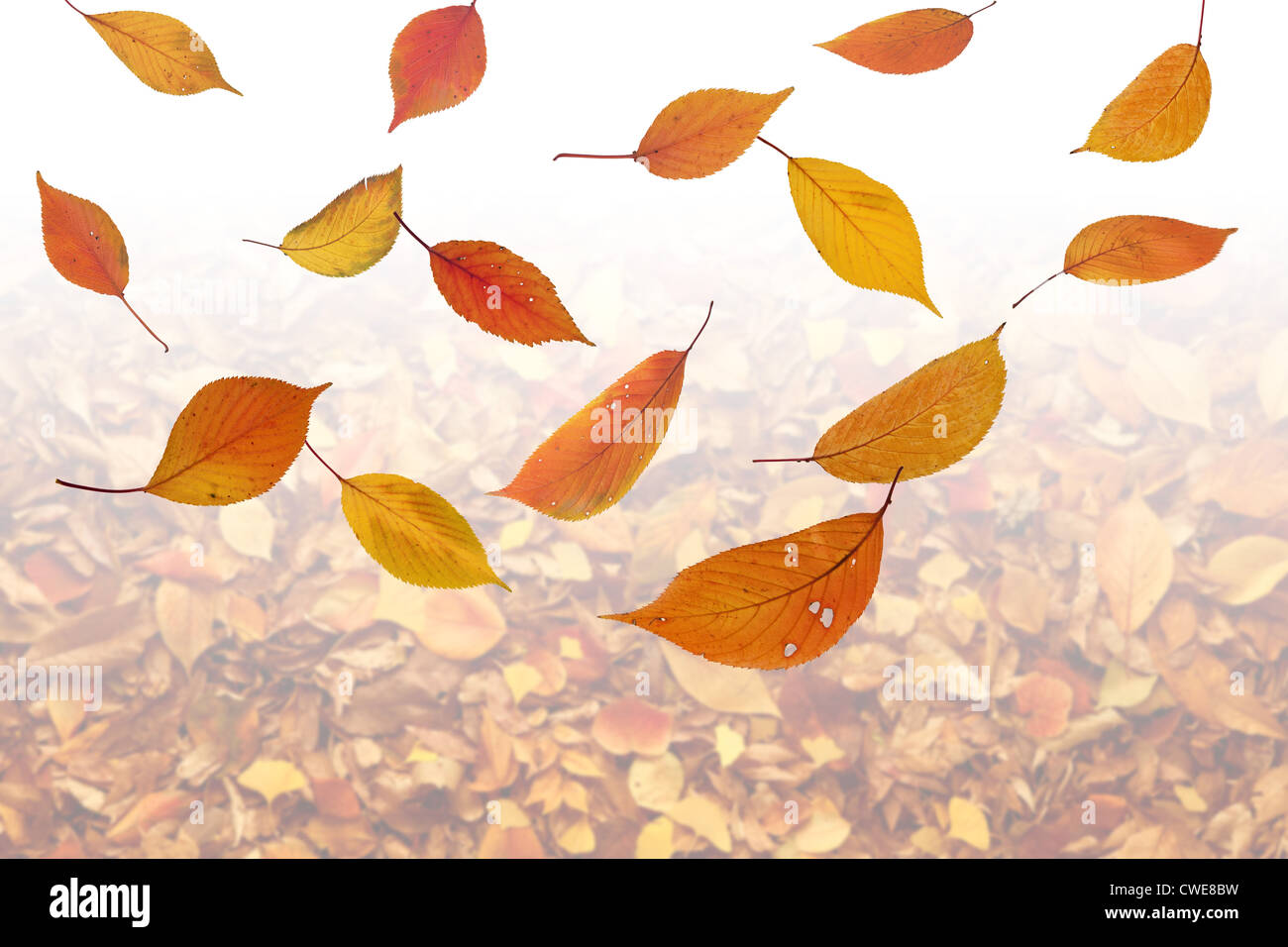 Floating Autumn Leaves Stock Photo - Alamy