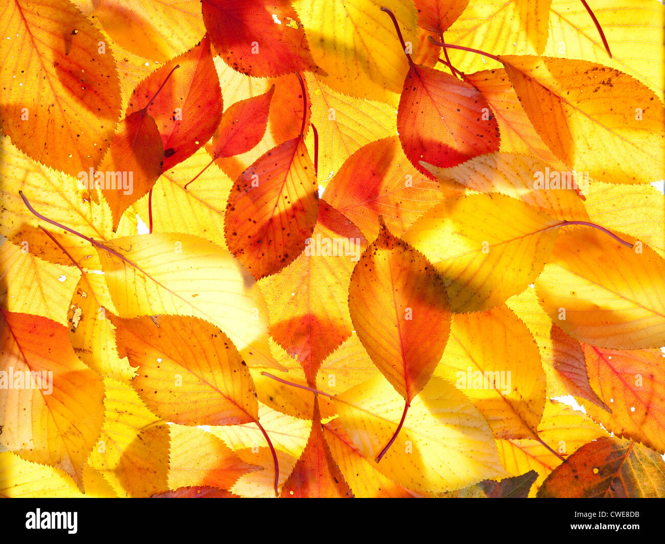 Lit Autumn Leaves, Yellow Stock Photo - Alamy