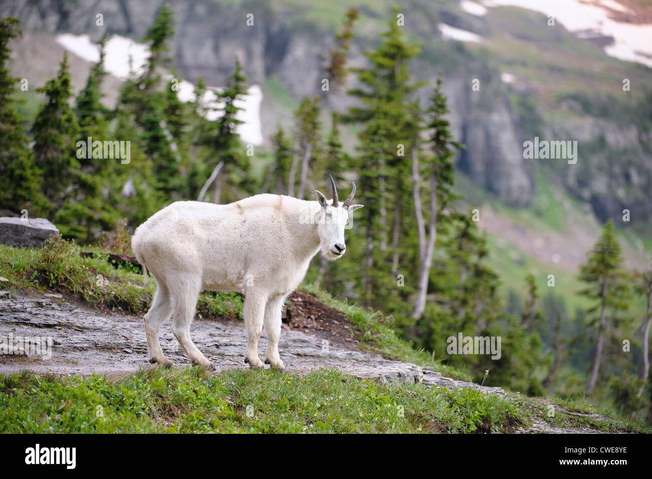 Mountain Goat in an Alpine setting, Northern Montana Stock Photo - Alamy