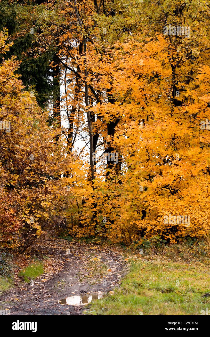 autumn forest road - trees Stock Photo - Alamy