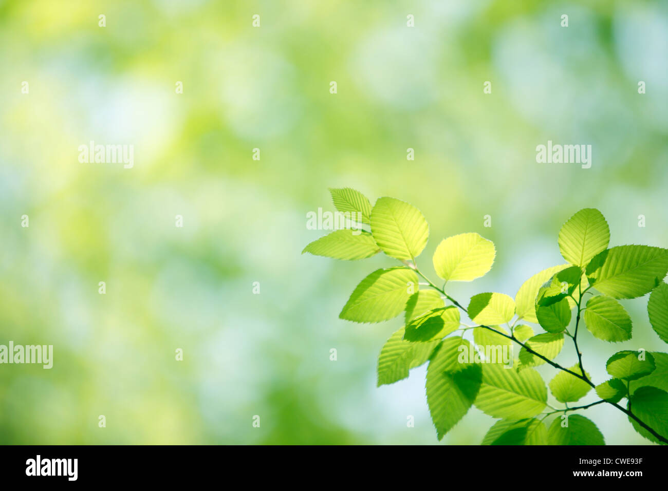 Green Leaves With Sunlight Stock Photo - Alamy