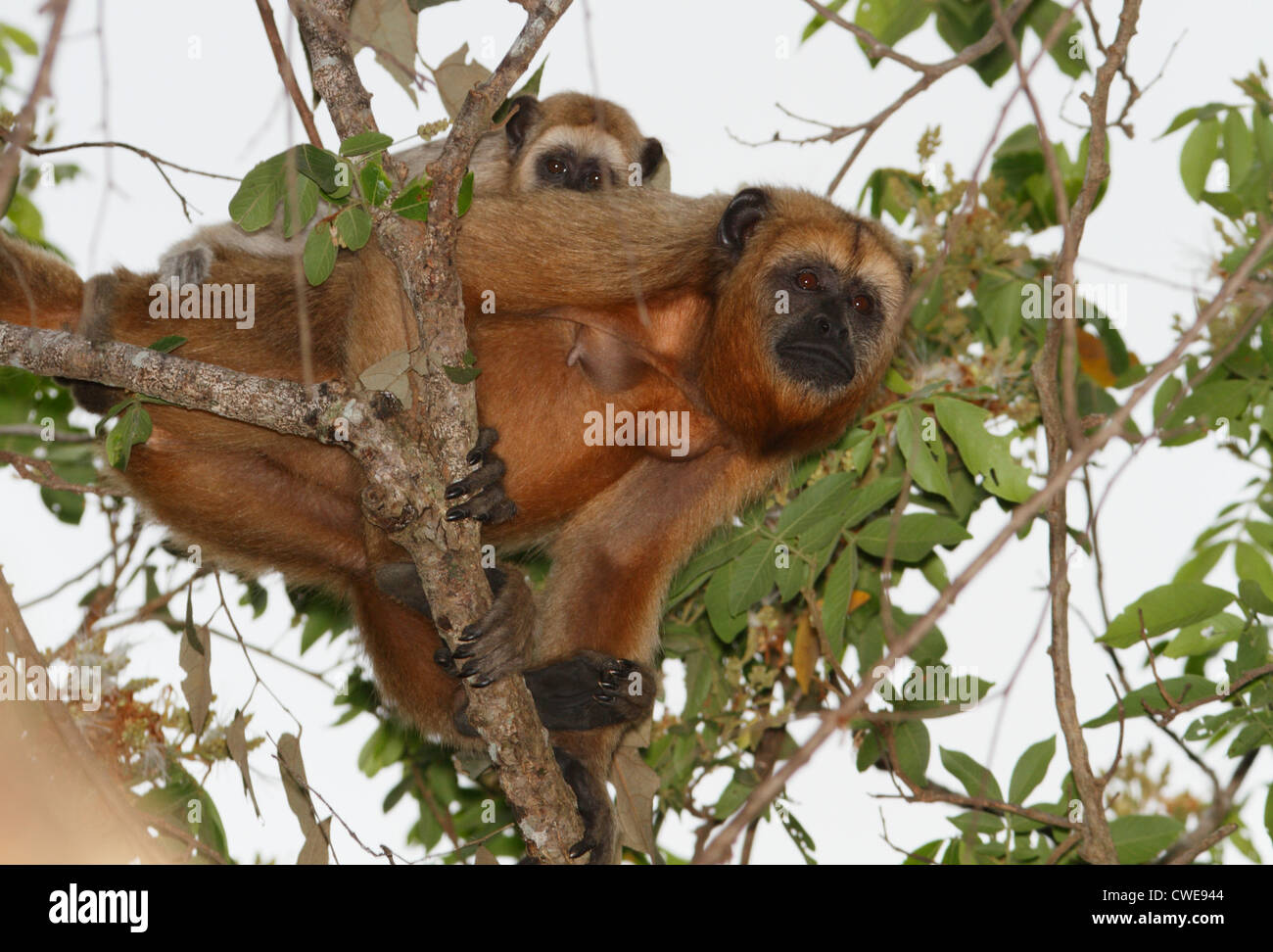 Black Howler Monkey, female with baby (males are black, but not females ...