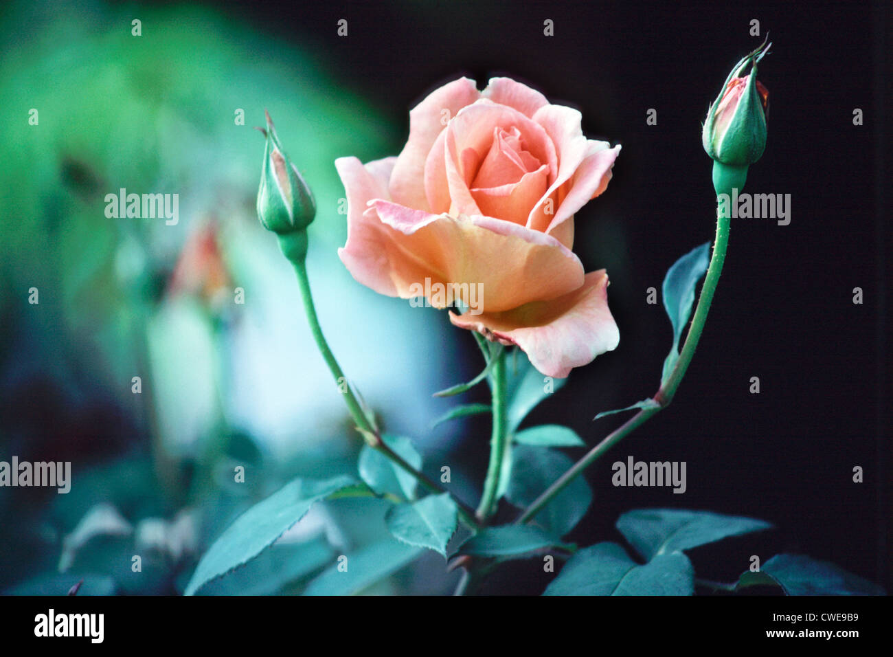 Close-Up View Of Pink Rose And Buds Stock Photo - Alamy