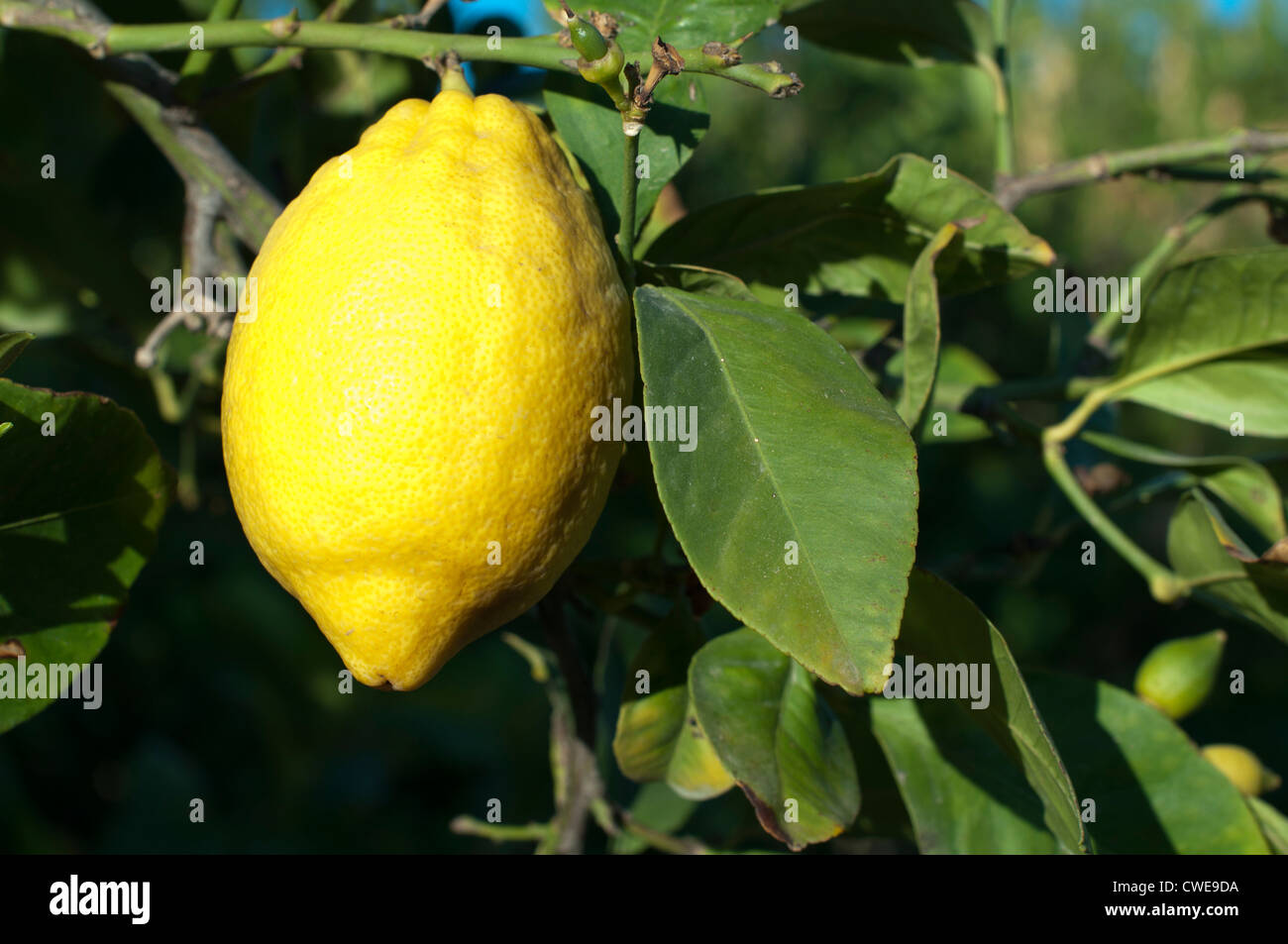 Lemonade tree fruit hi-res stock photography and images - Alamy