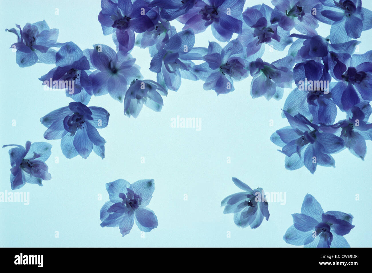 Floating Bright Blue Flowers Stock Photo - Alamy