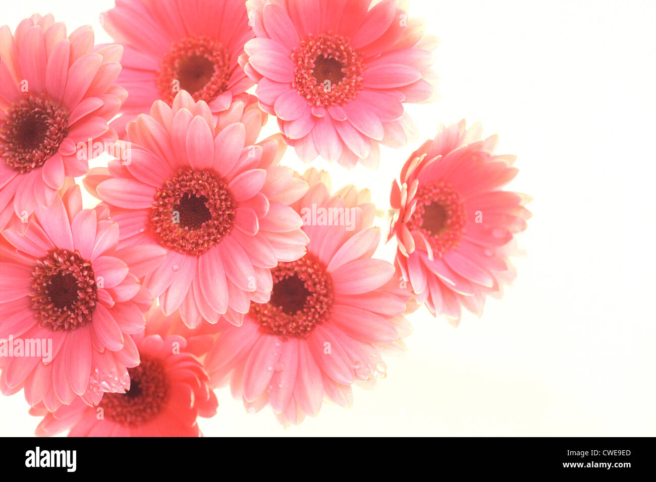 Gerber Daisy Backgrounds