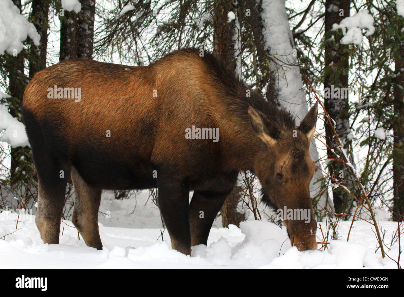 Full grown conifer hi-res stock photography and images - Alamy