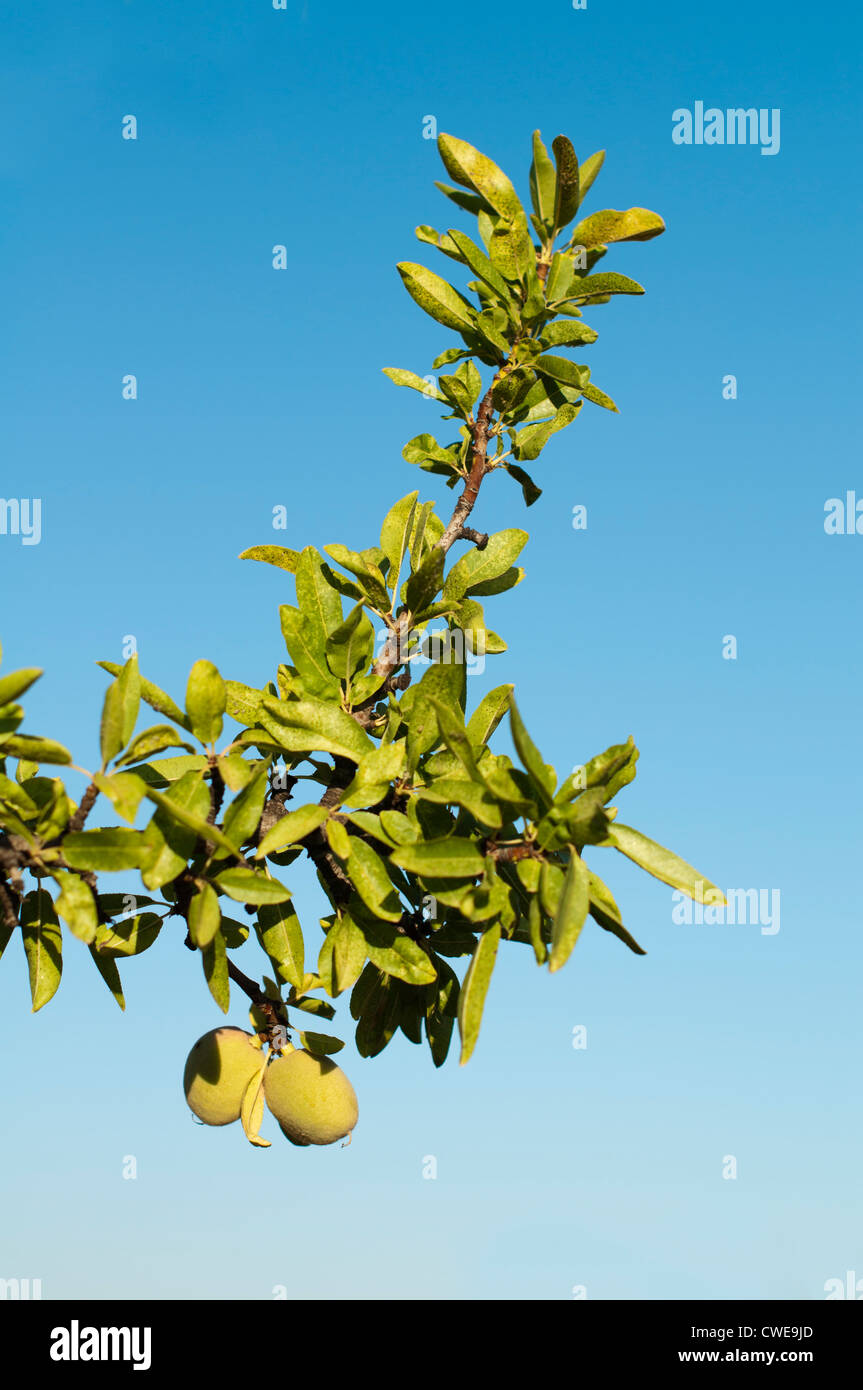 Almond tree fruits hi-res stock photography and images - Alamy