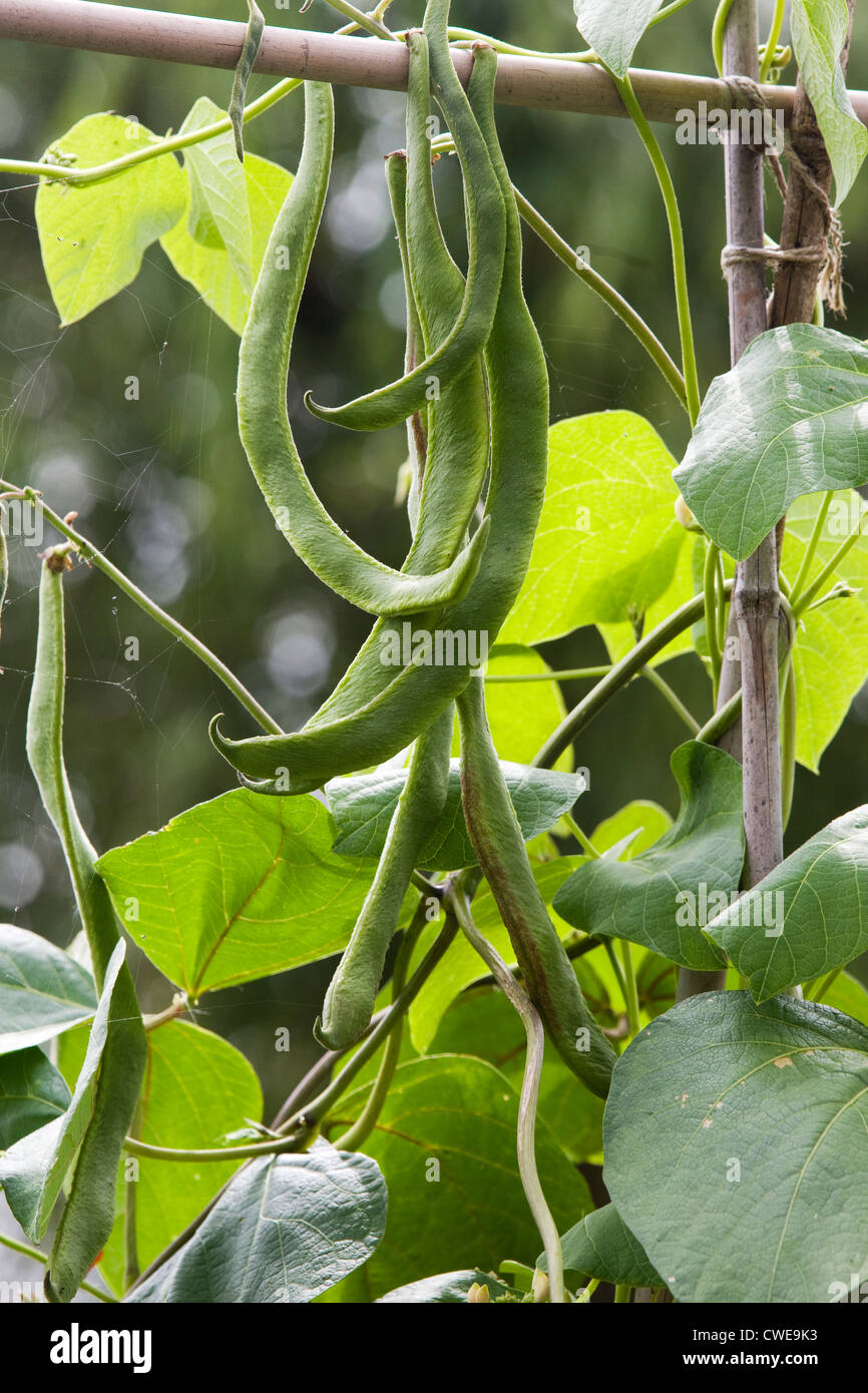 Phaseolus coccineus the runner bean or scarlet runner bean Stock Photo ...