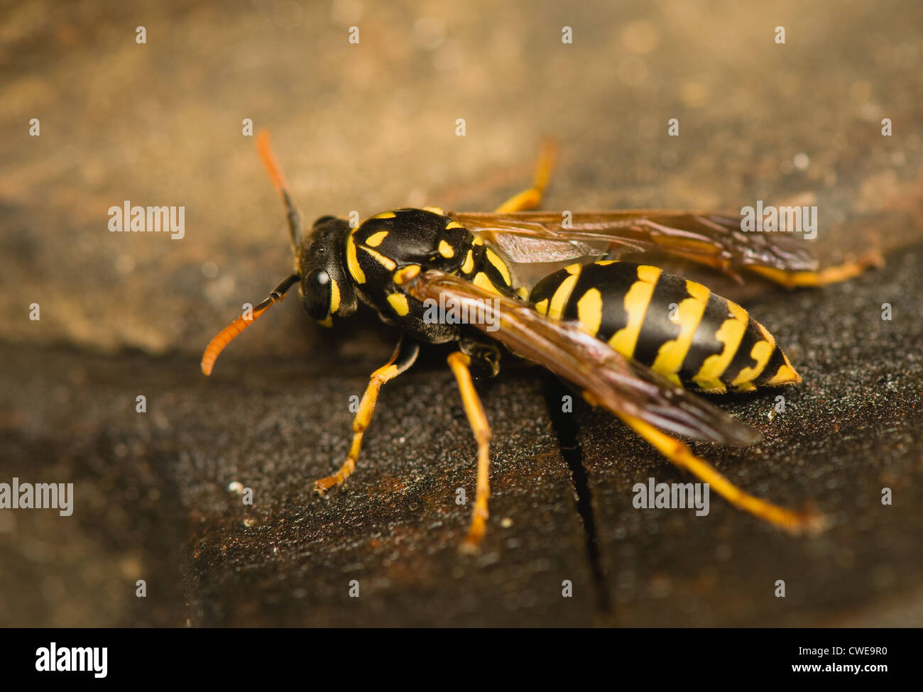 Wasp predator hi-res stock photography and images - Alamy