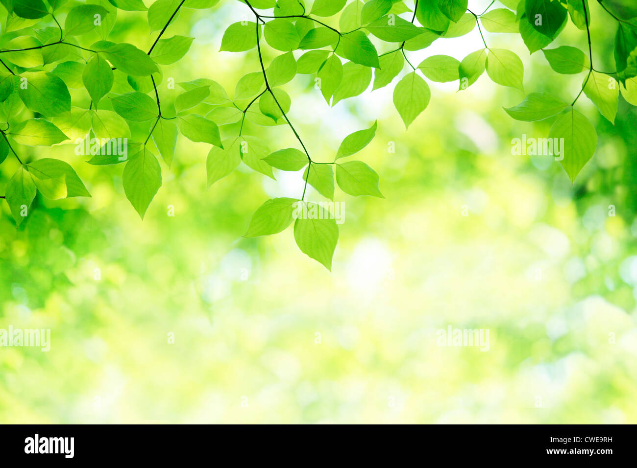 Bright Green Leaves Stock Photo - Alamy