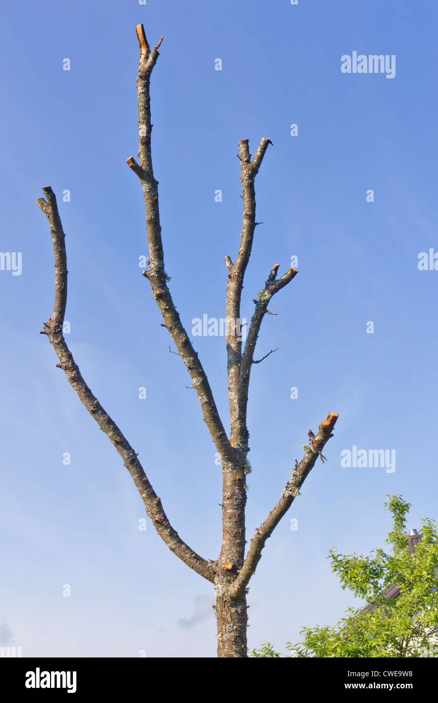 Dried plum dead tree on blue sky background. Hard summer sunlight Stock ...