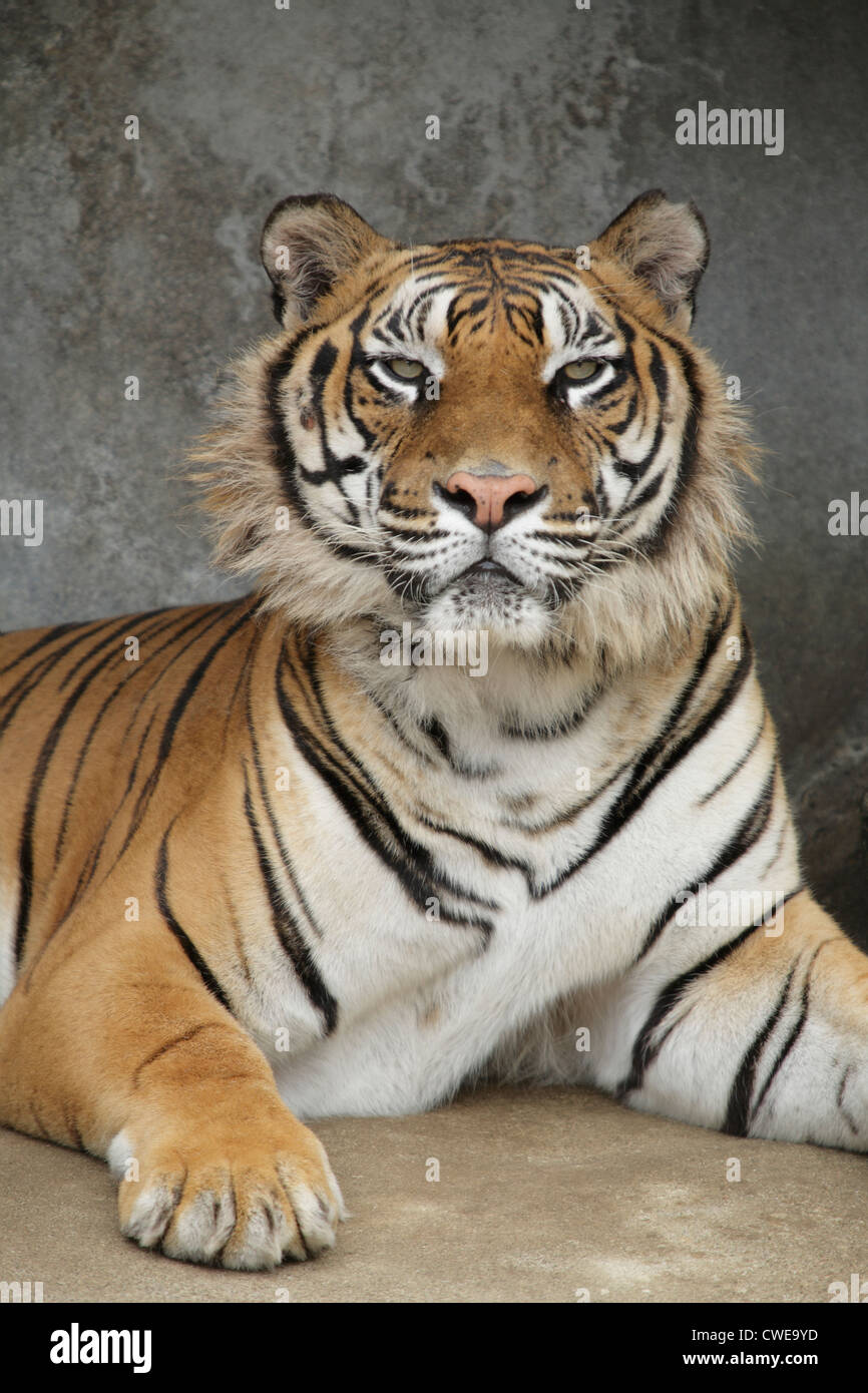 Portrait Of Tiger Stock Photo - Alamy