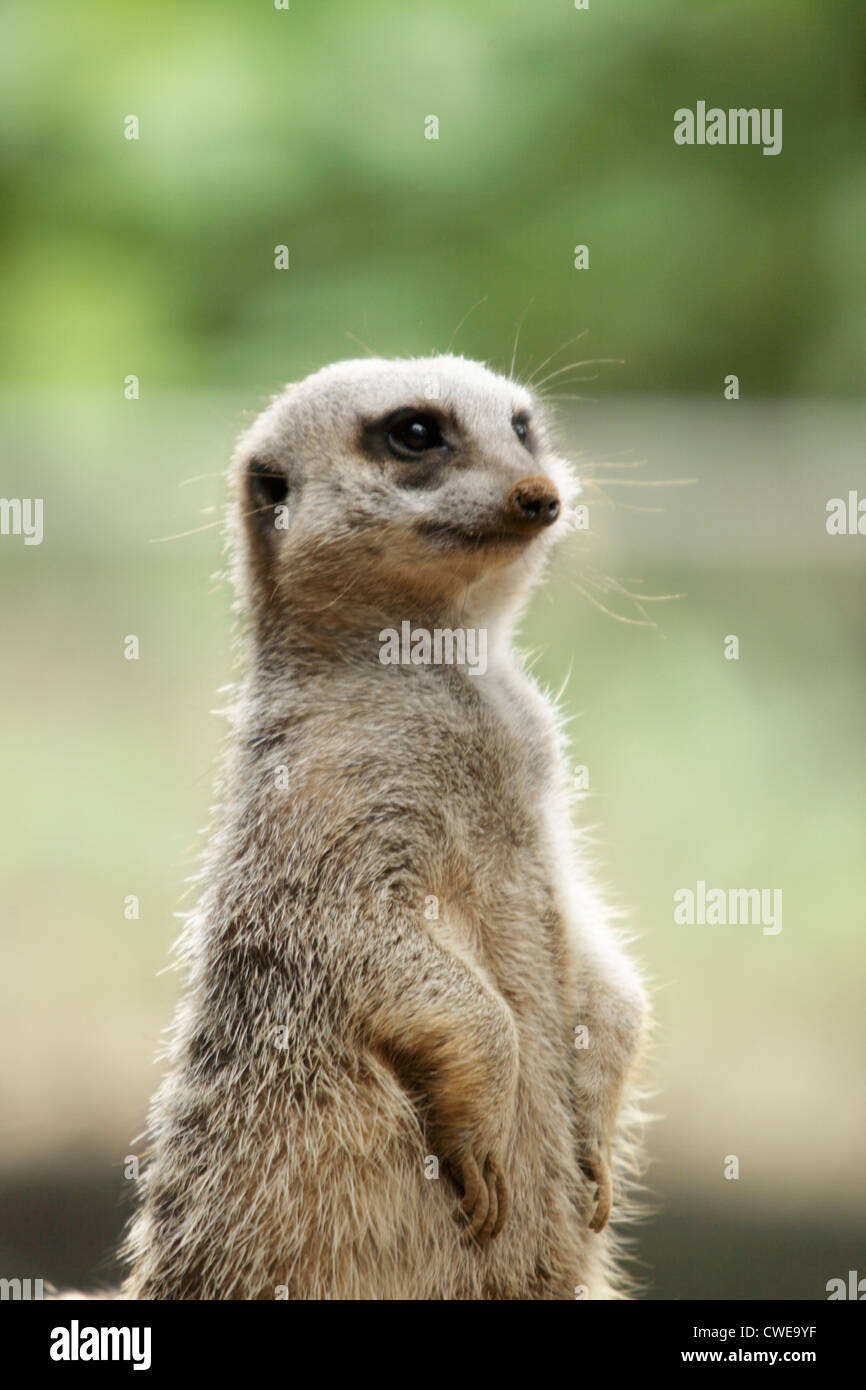 Meerkat world hi-res stock photography and images - Alamy