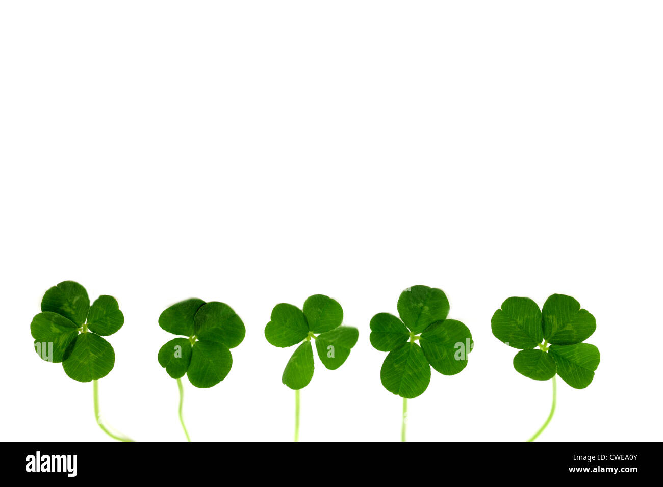 Four leaf clover hi-res stock photography and images - Alamy