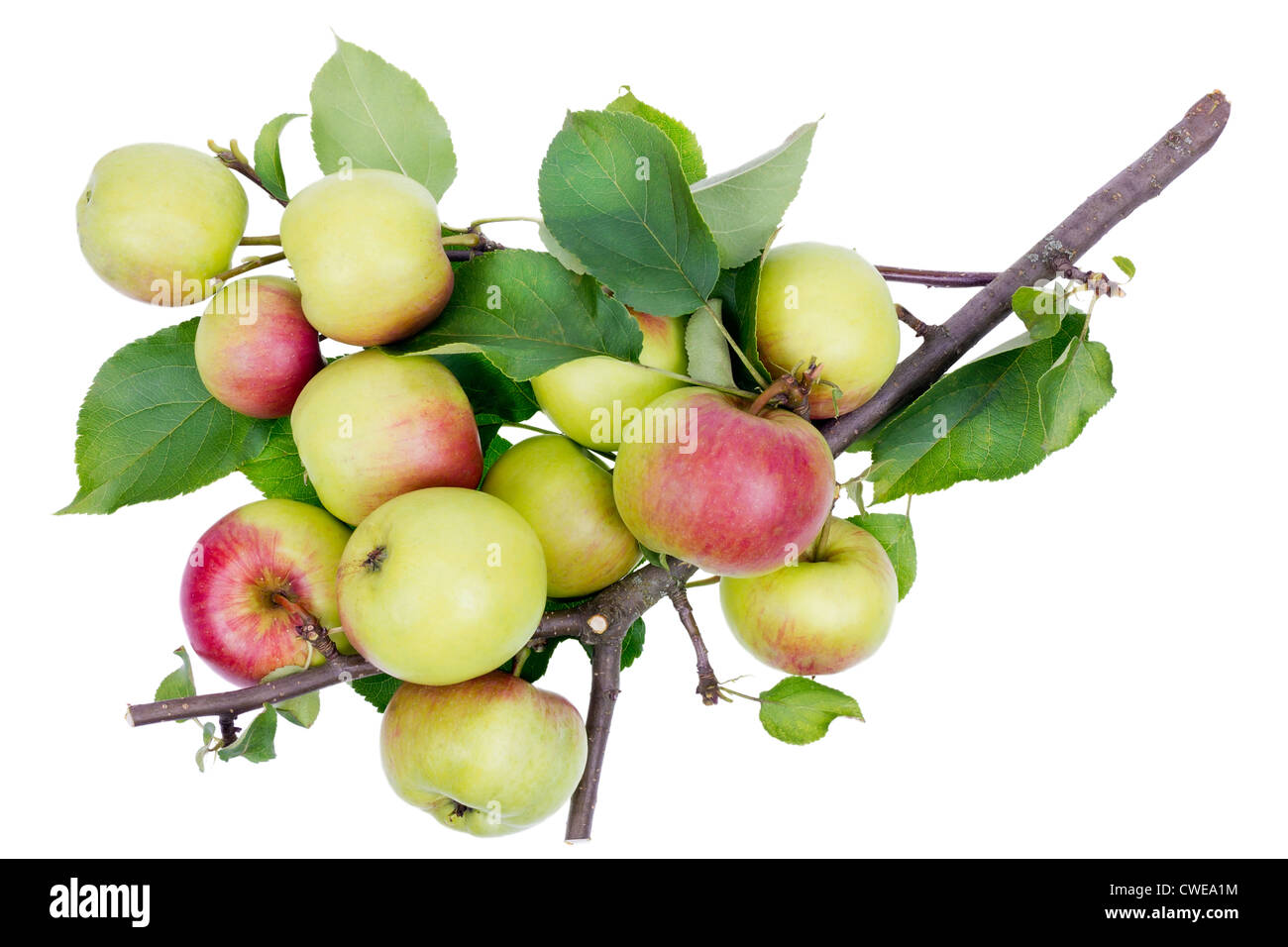 Apples on branch Cut Out Stock Images & Pictures - Alamy
