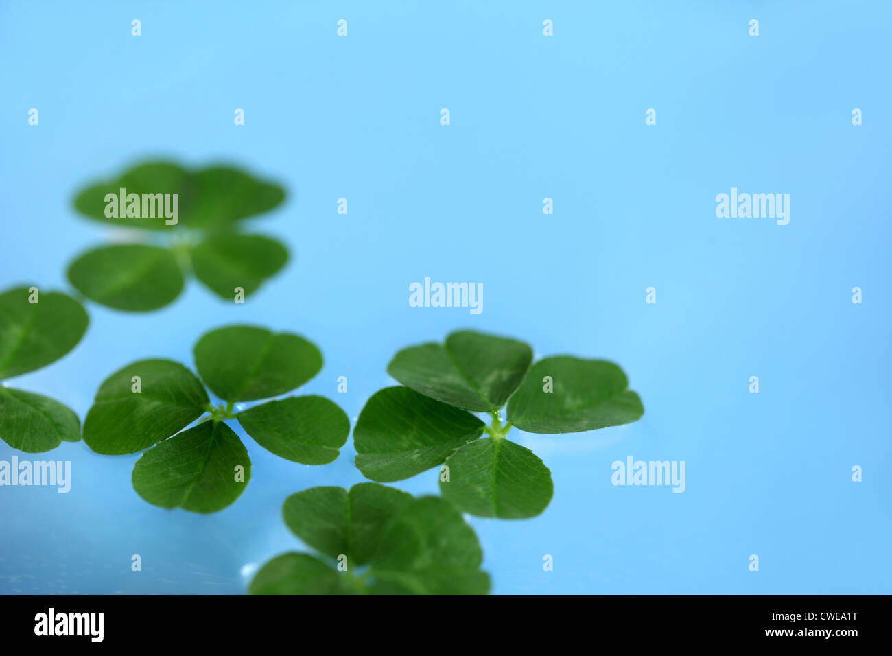 Bright Four Leaf Clover On Blue Background Stock Photo - Alamy