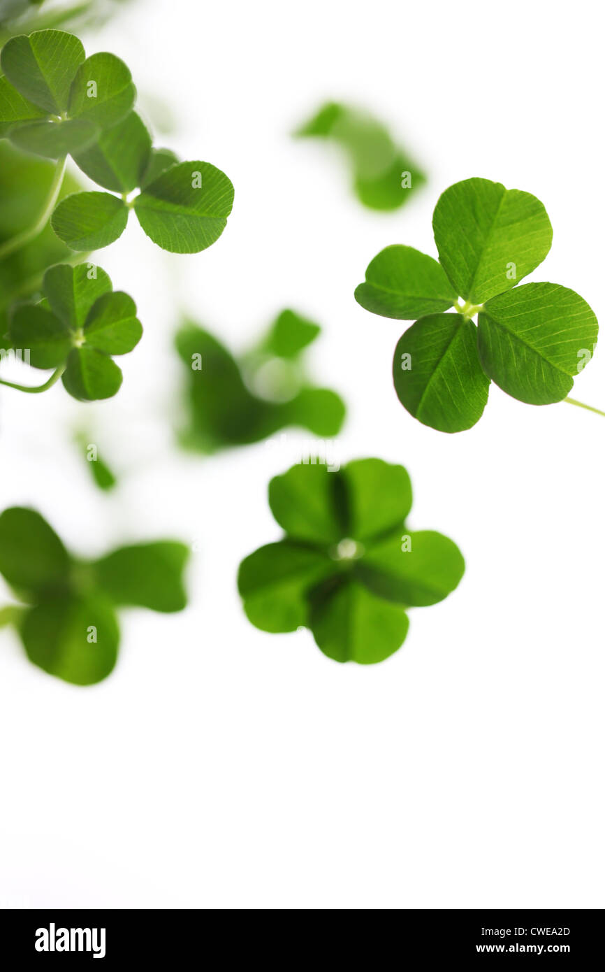 Bright Four Leaf Clover On White Background Stock Photo - Alamy