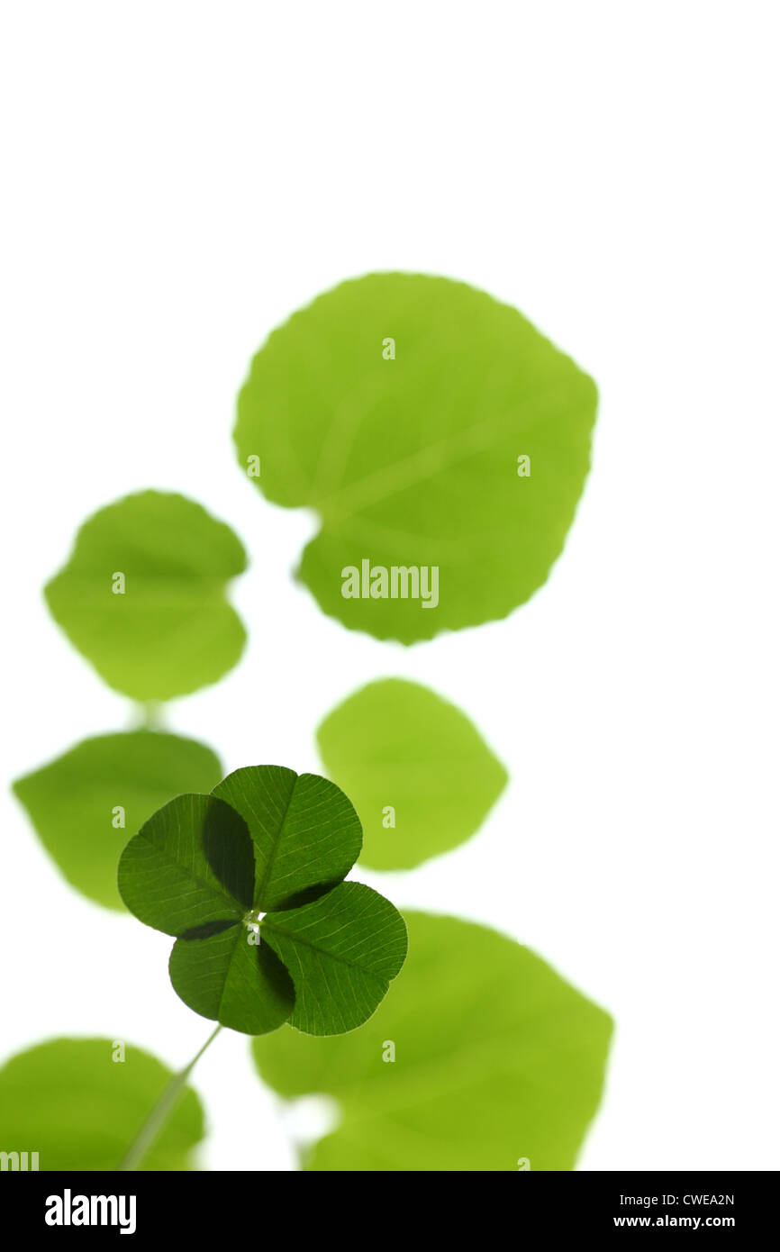 Bright Four Leaf Clover On White Background Stock Photo - Alamy