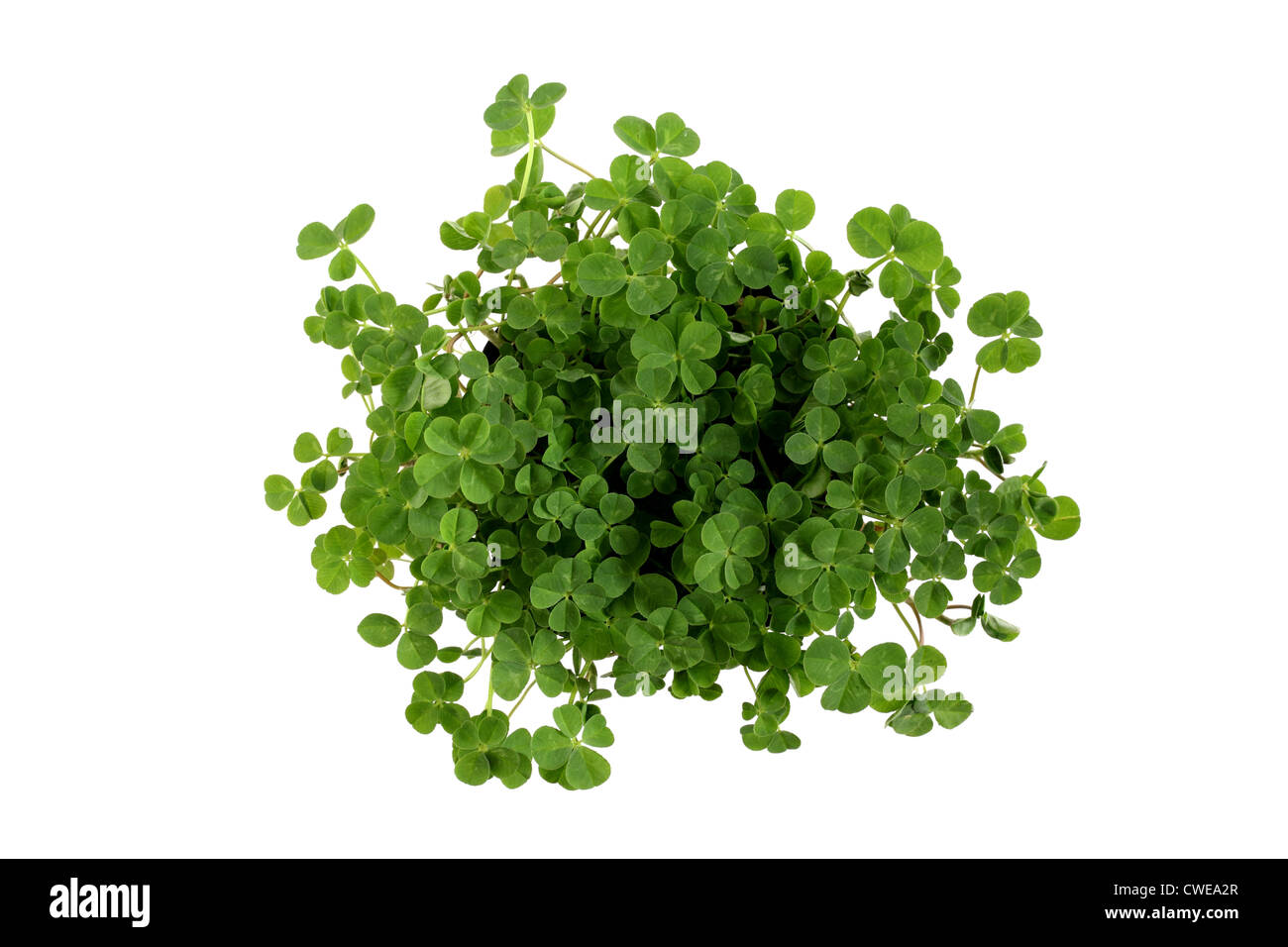 Bunch Of Clover With White Background Stock Photo - Alamy