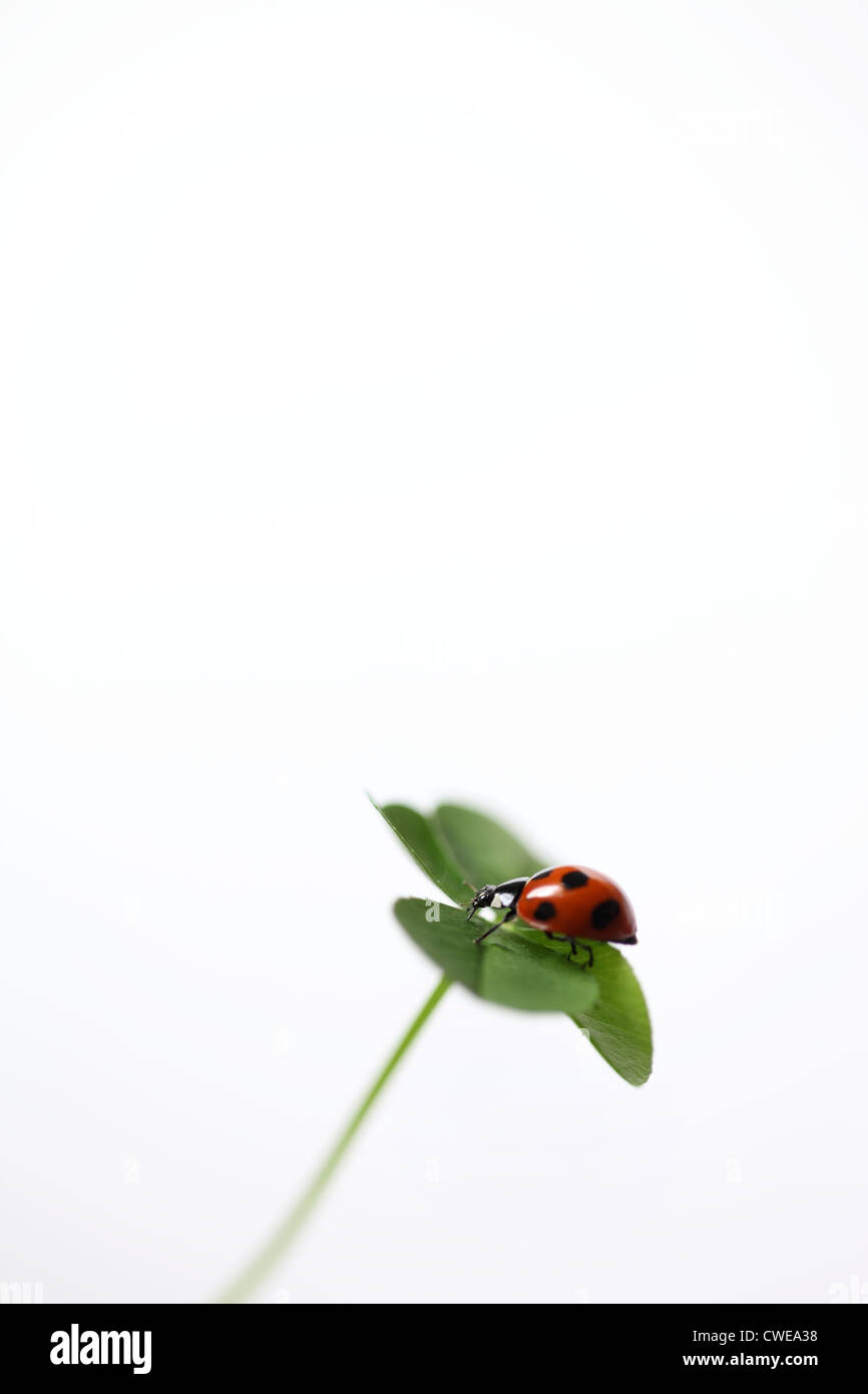 Ladybug on four leaf clover hi-res stock photography and images - Alamy