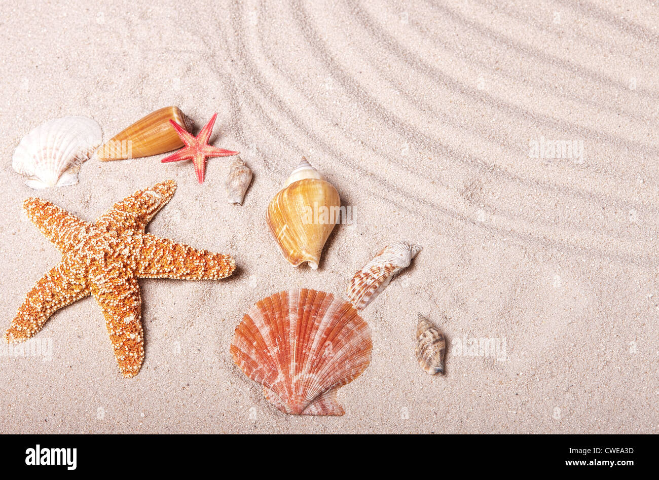 Seashell and starfish on sand Stock Photo - Alamy