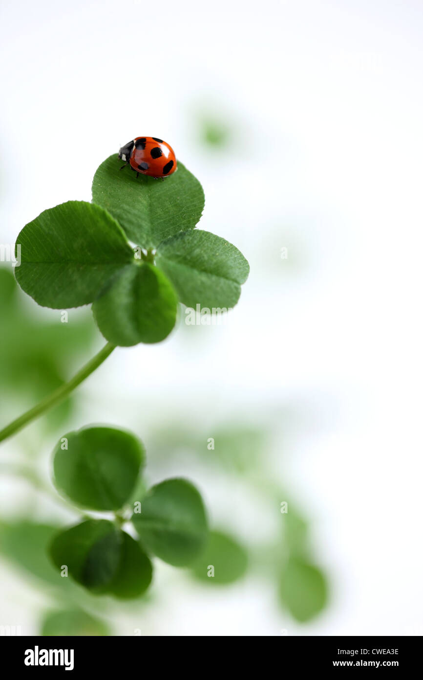 Pin Ladybug On Clover Lucky Charm 2025 Cute Pig Lucky Clover New Year