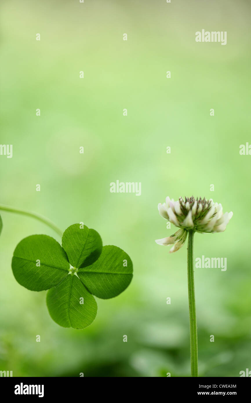 Four Leaf Clover, Close-Up View Stock Photo - Alamy