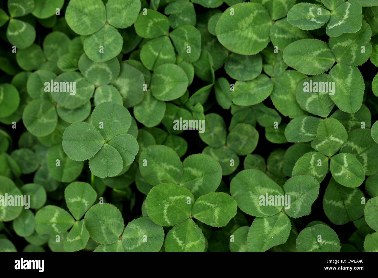 Abundance of clover hi-res stock photography and images - Alamy