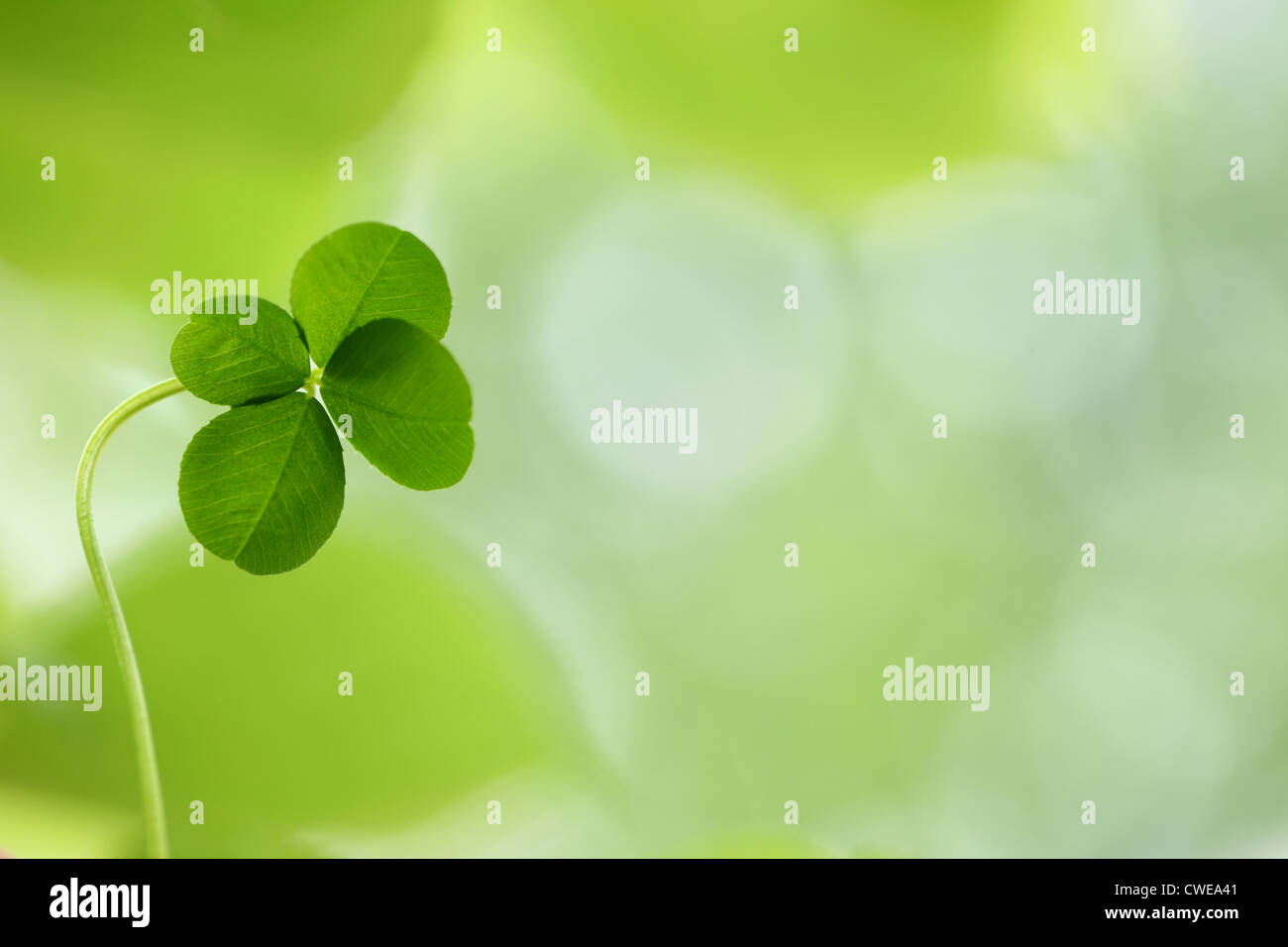 Four leaf clover hi-res stock photography and images - Alamy