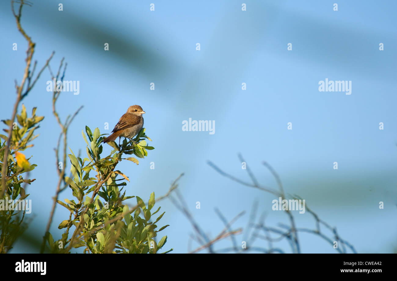 Shrike red-backed shrike Lanius collurio Stock Photo - Alamy