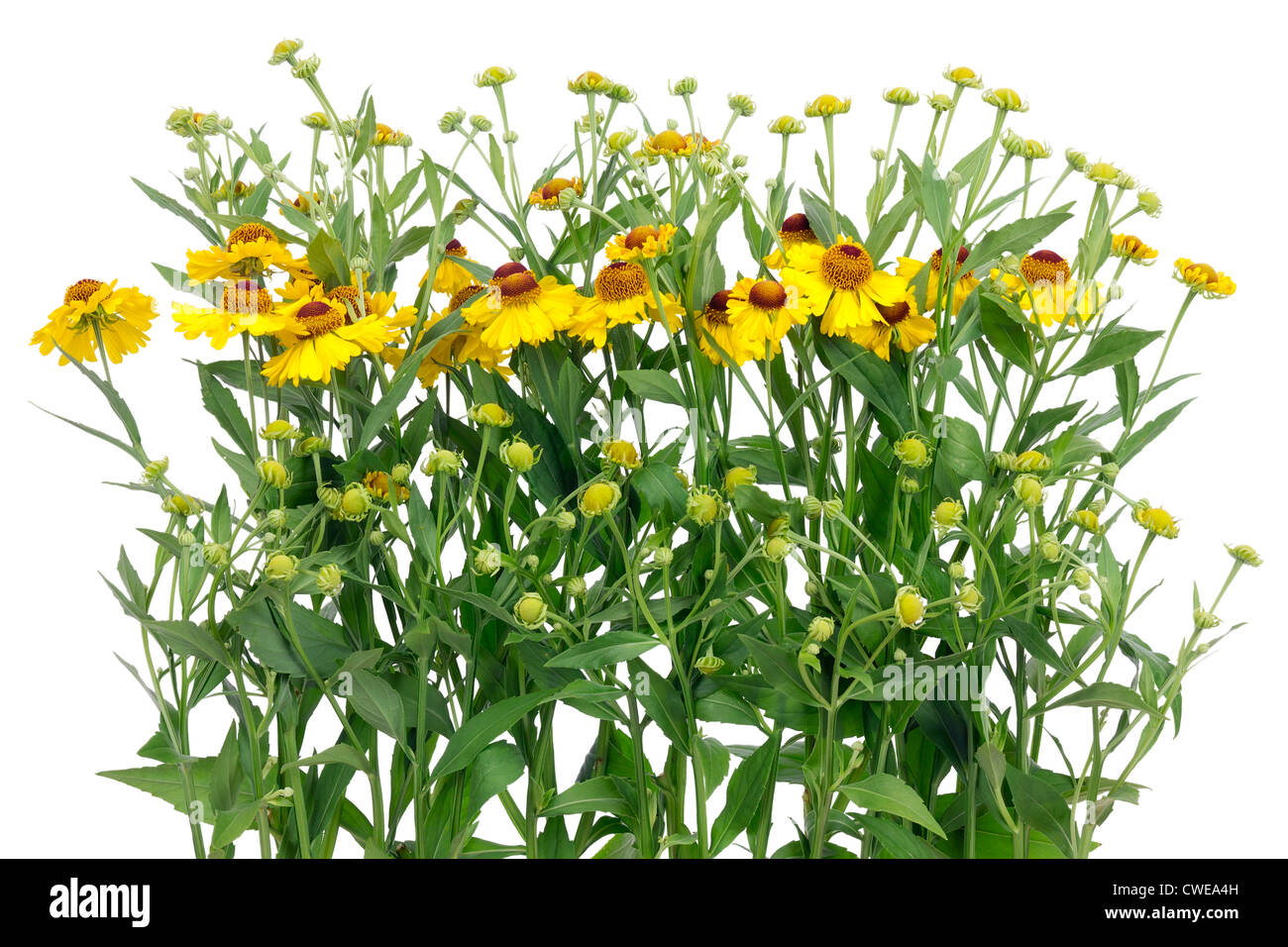Border from yellow "Coreopsis grandiflora" flowers background ...