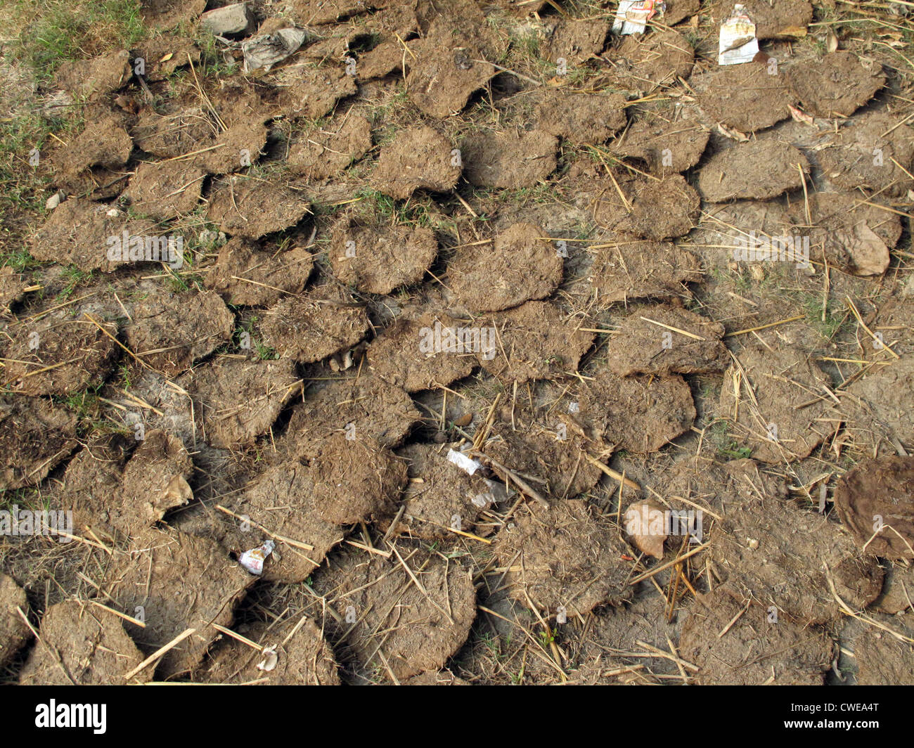 Cow manure drying hi-res stock photography and images - Alamy