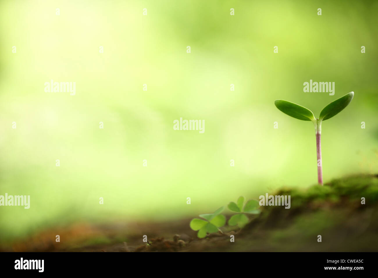 Season sapling hi-res stock photography and images - Alamy