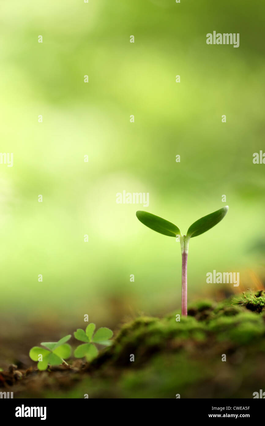 Sapling, New Plant Stock Photo - Alamy