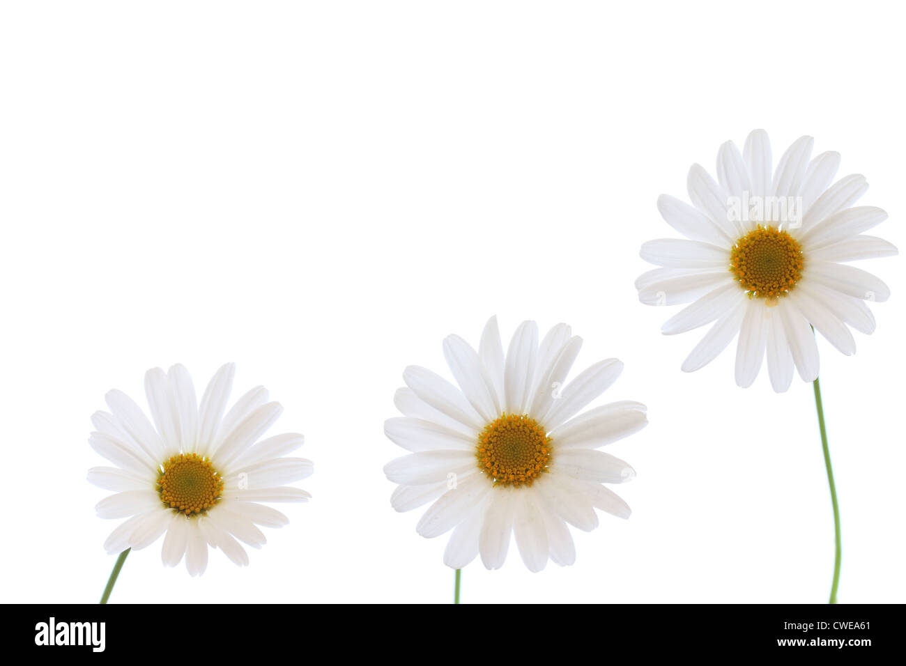 Three White Daisies Stock Photo - Alamy