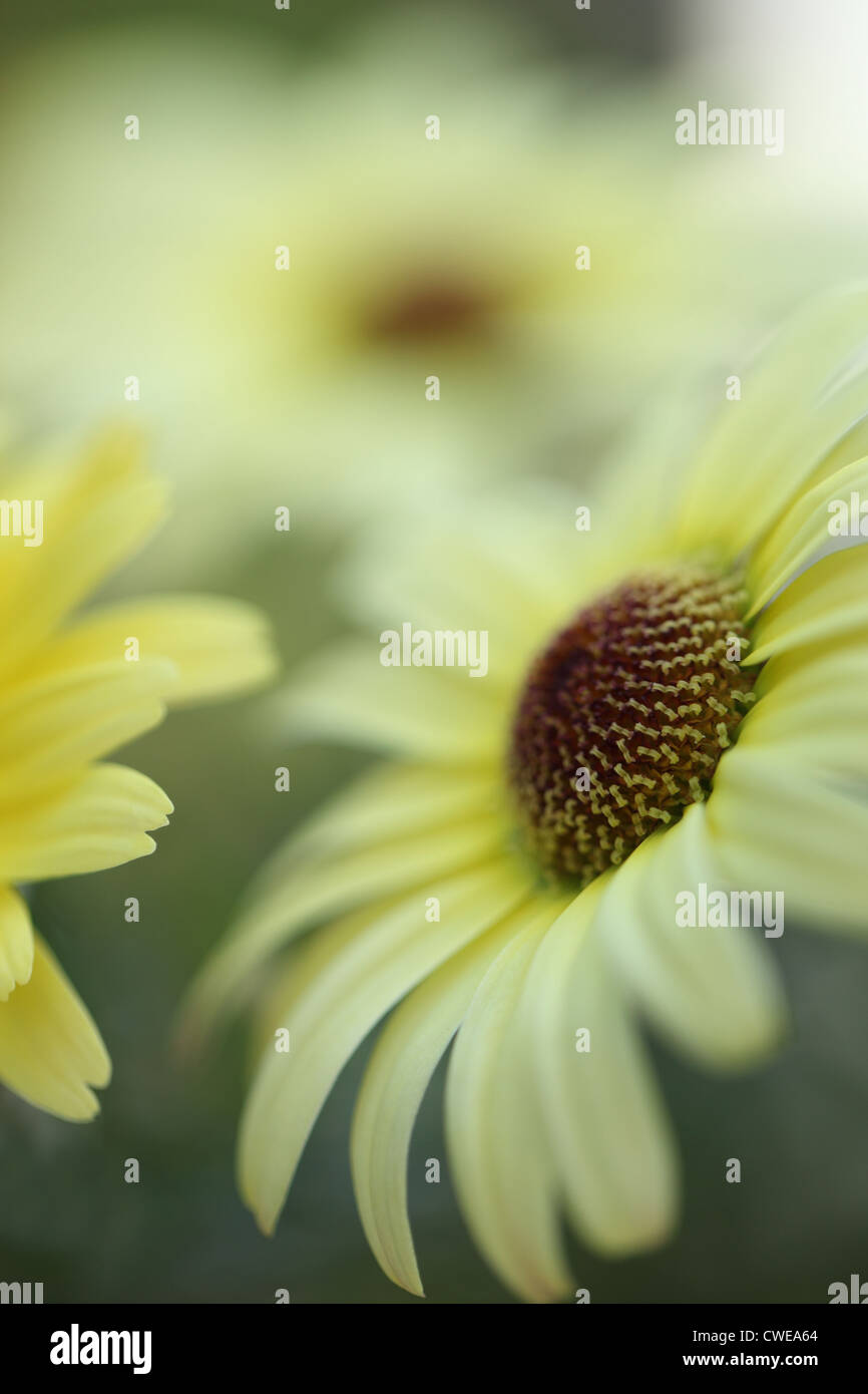 Close-Up View Of Daisy Stock Photo - Alamy
