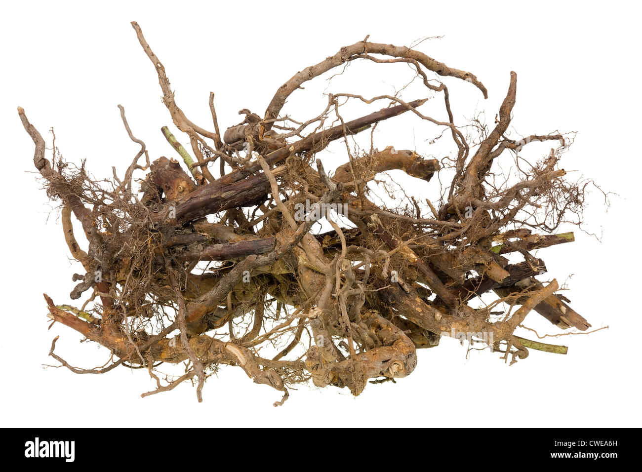 Scary roots hi-res stock photography and images - Alamy