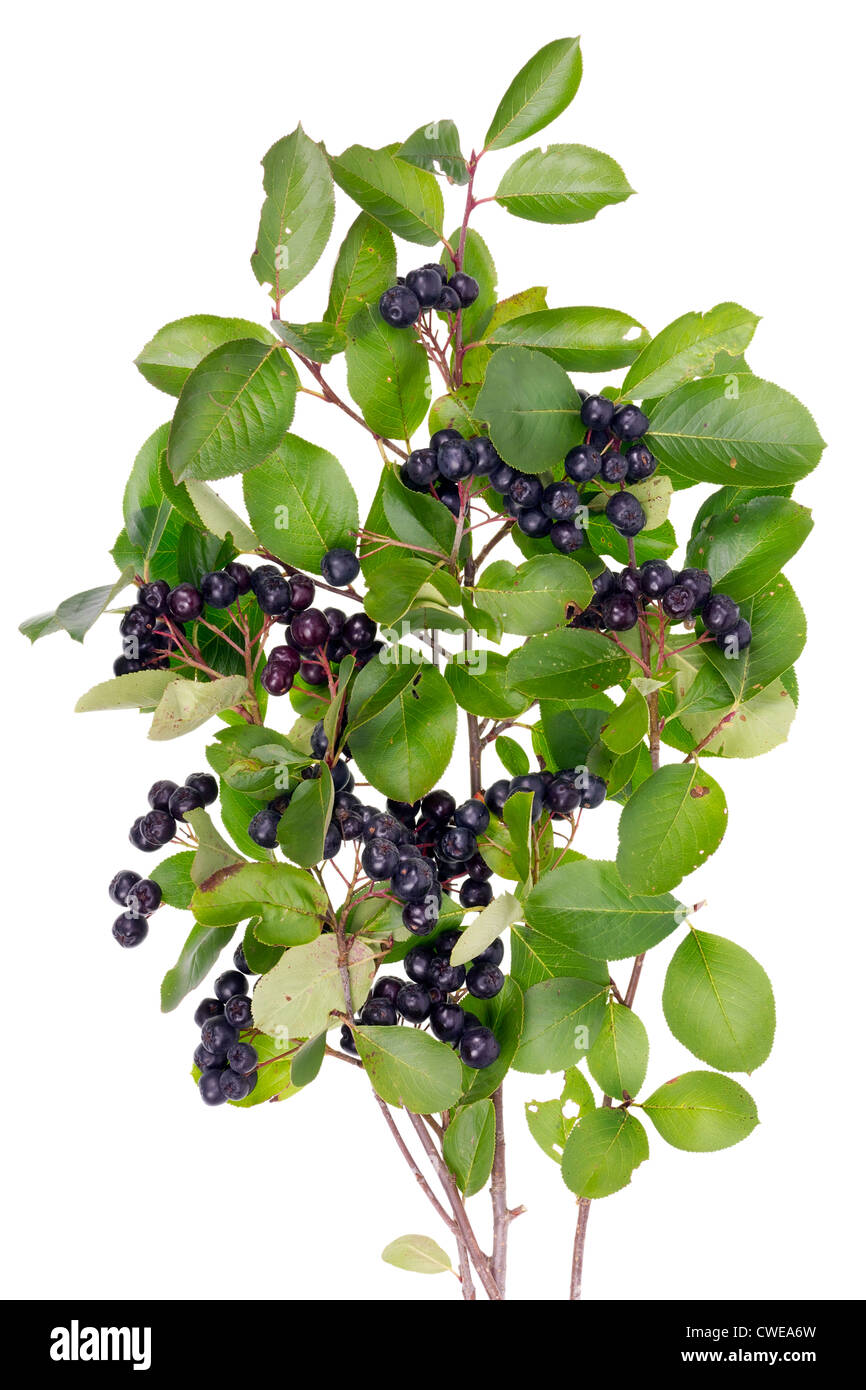 Best natural remedy for high blood pressure- real fresh black rowan ...