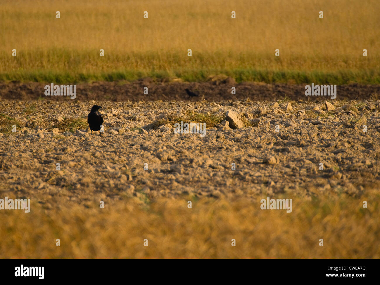 Common raven Corvus corax Stock Photo - Alamy