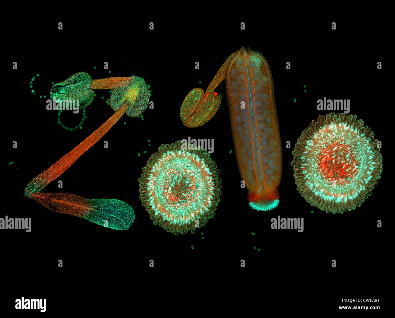 Generative organs of thale cress (Arabidopsis thaliana Stock Photo - Alamy