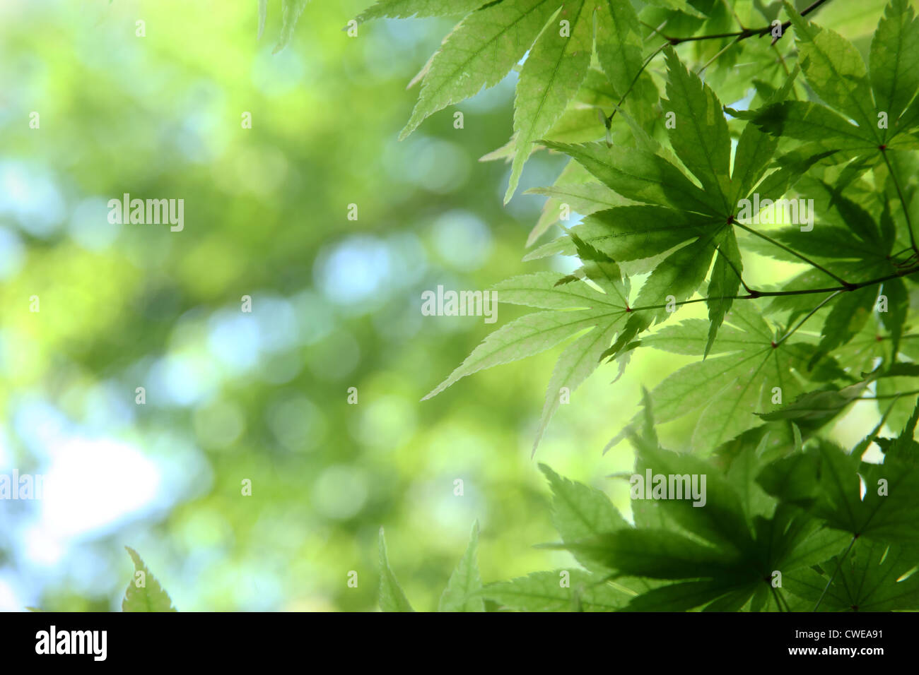Close-Up Of Green Maple Leaves Stock Photo - Alamy