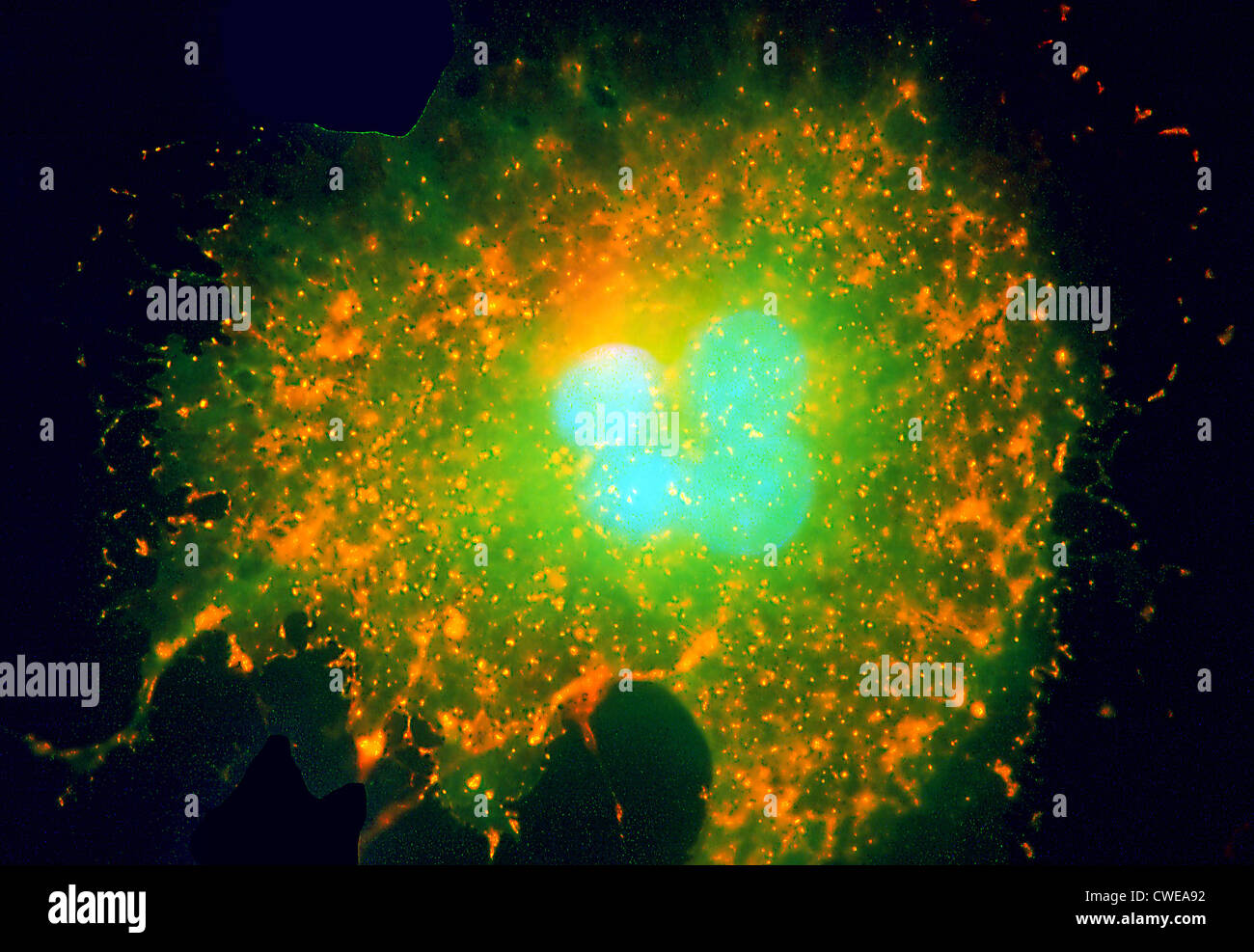Division of African green monkey kidney fibroblast cells in culture ...