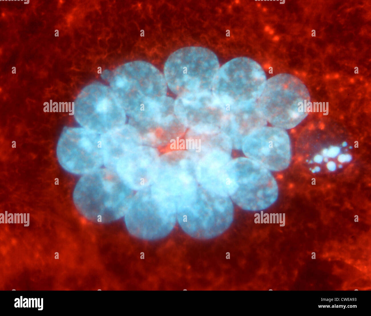 Division of African green monkey kidney fibroblast cells in culture ...