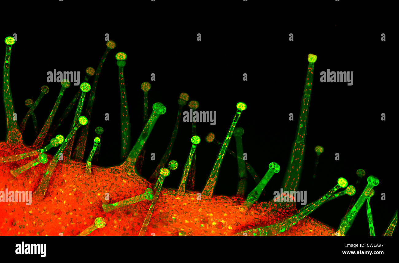 Trichomes (leaf hairs) of tobacco plant (Nicotiana tabaccum Stock Photo ...