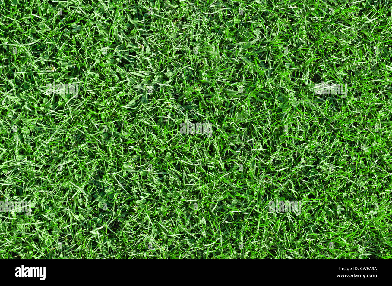 Beautiful green grass - horizontal field shot from above Stock Photo ...