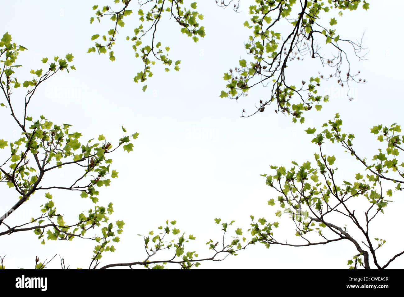 Trailing branches hi-res stock photography and images - Alamy