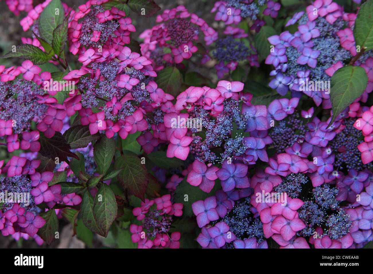 Blue and pink hydrangea hi-res stock photography and images - Alamy
