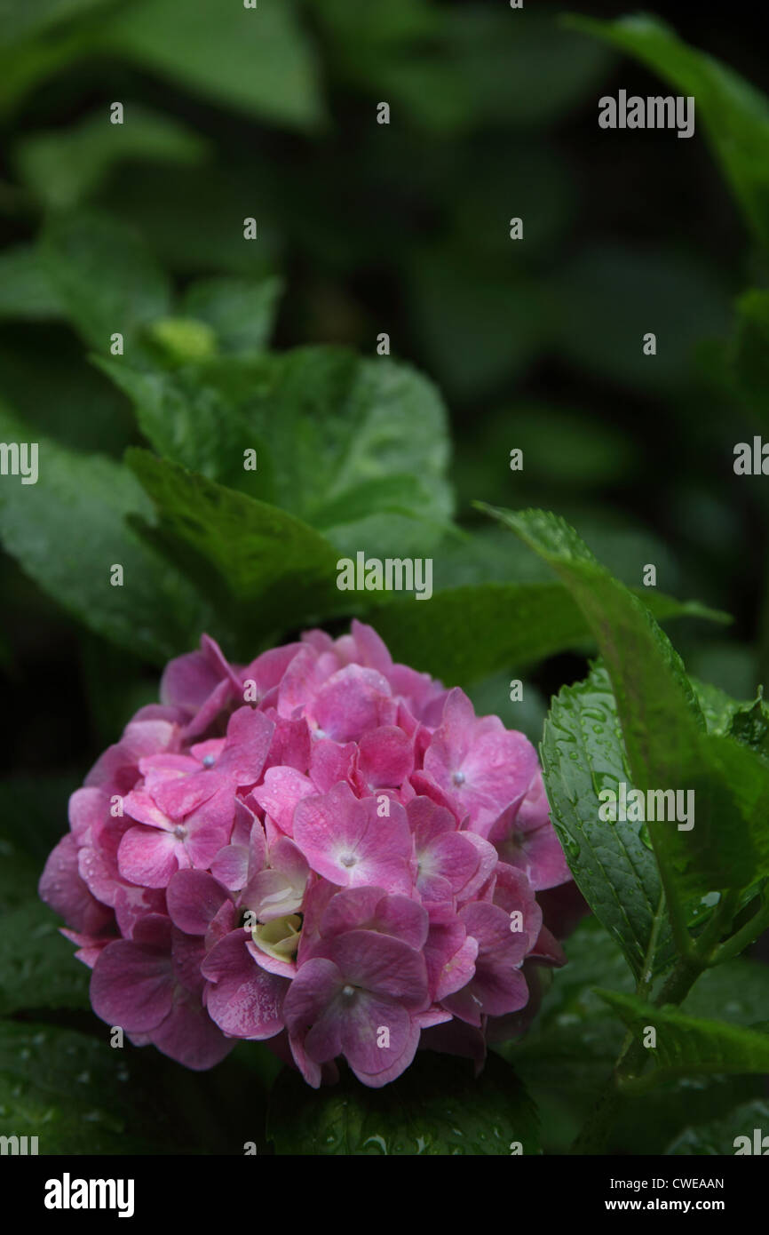 Pink Hydrangea Flowers In Garden Stock Photo - Alamy