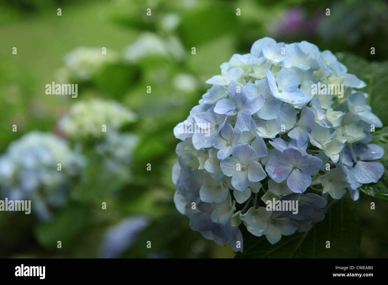 Blue Hydrangea Flowers In Garden Stock Photo - Alamy